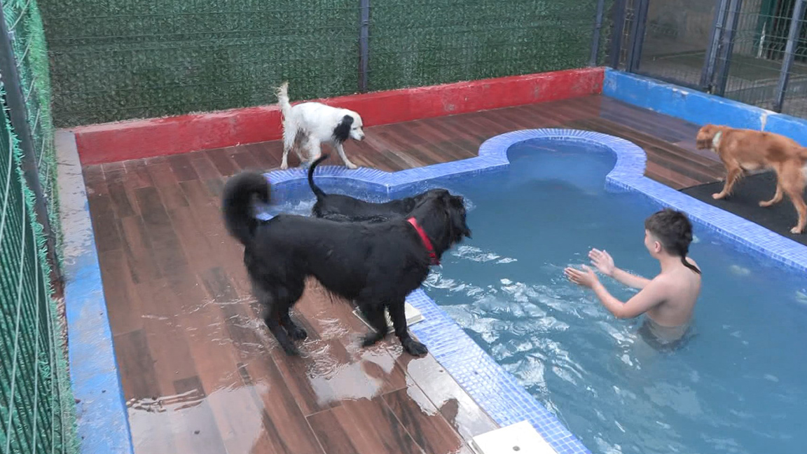 Bayramda kedi - köpek otelleri doldu taştı: İşte gecelik ücretleri ...