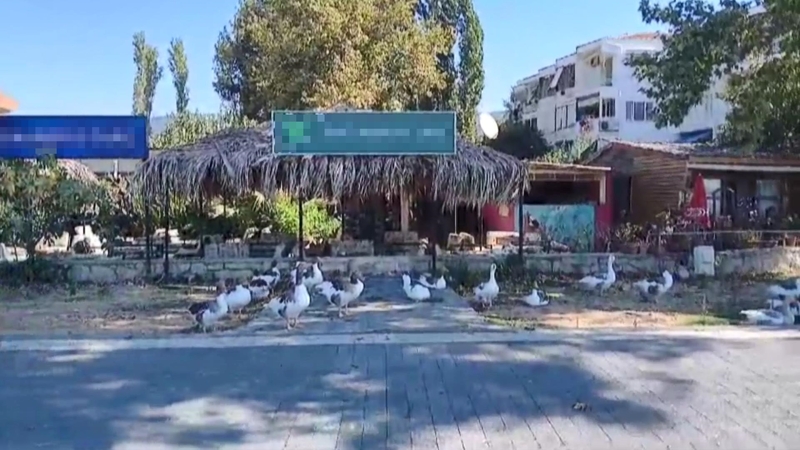 Çiftlik gibi kafe; 30 kaz, 8 keçi, horoz, tavuk, kedi, köpek, ördek ve ...