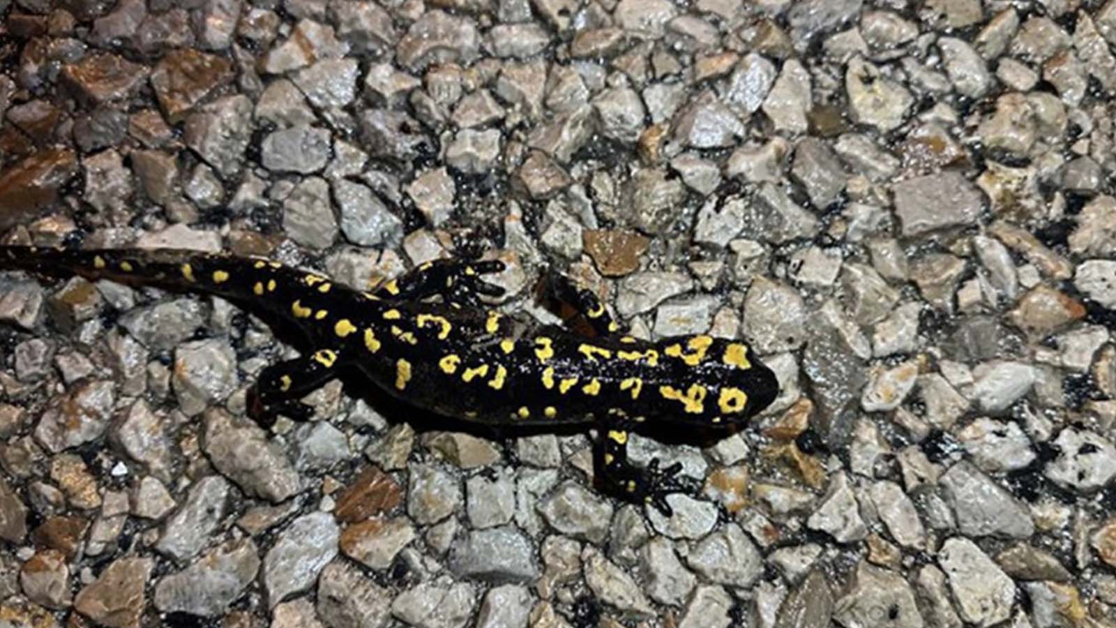 Nesli tehdit altındaki sarı benekli semender görüldü
