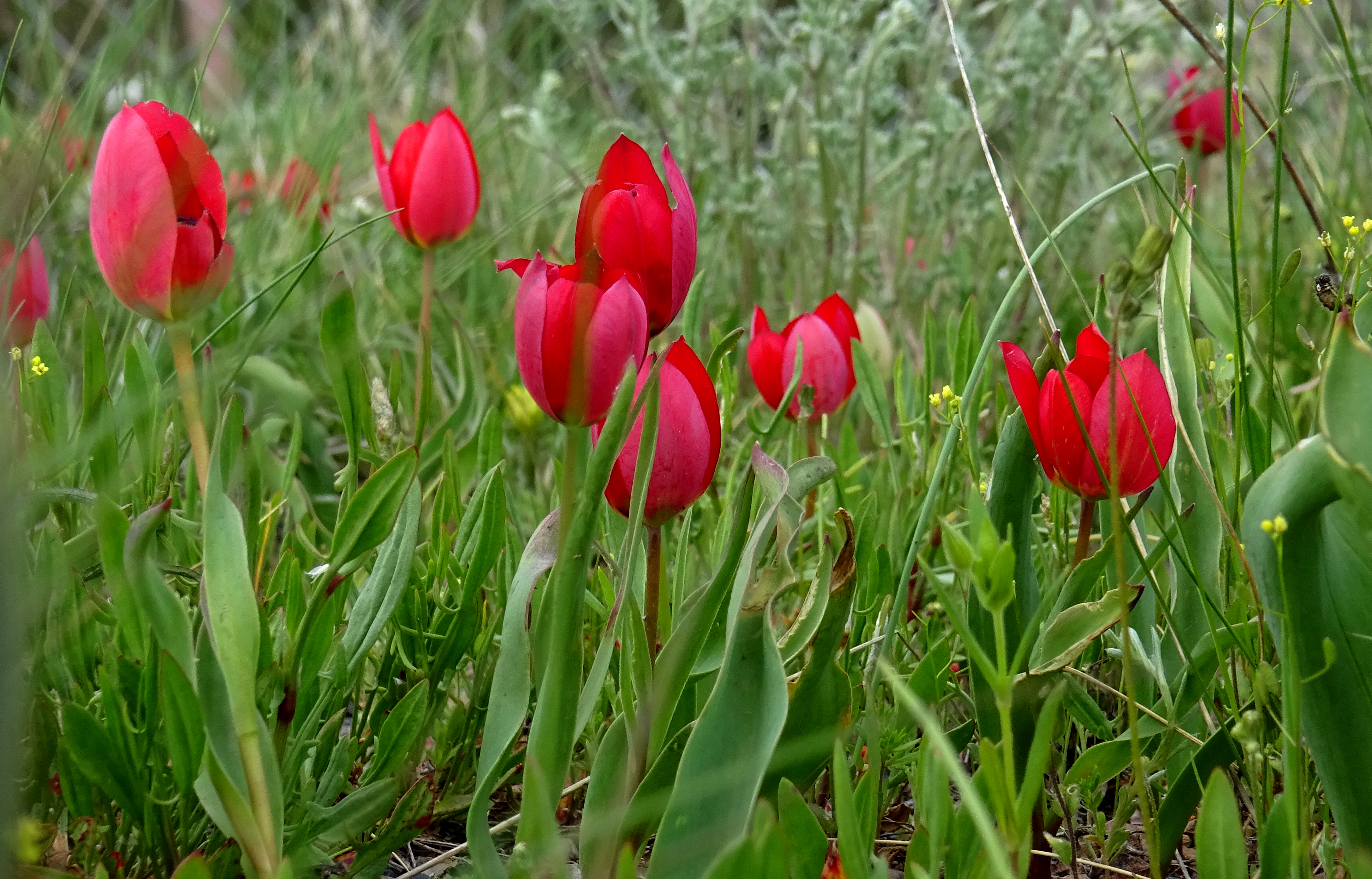 Kars'taki "eko turizm" alanında hafta sonu yoğunluğu yaşandı