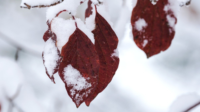 Meteoroloji il il uyardı: Kuvvetli rüzgâr, don ve çığ tehlikesine ...
